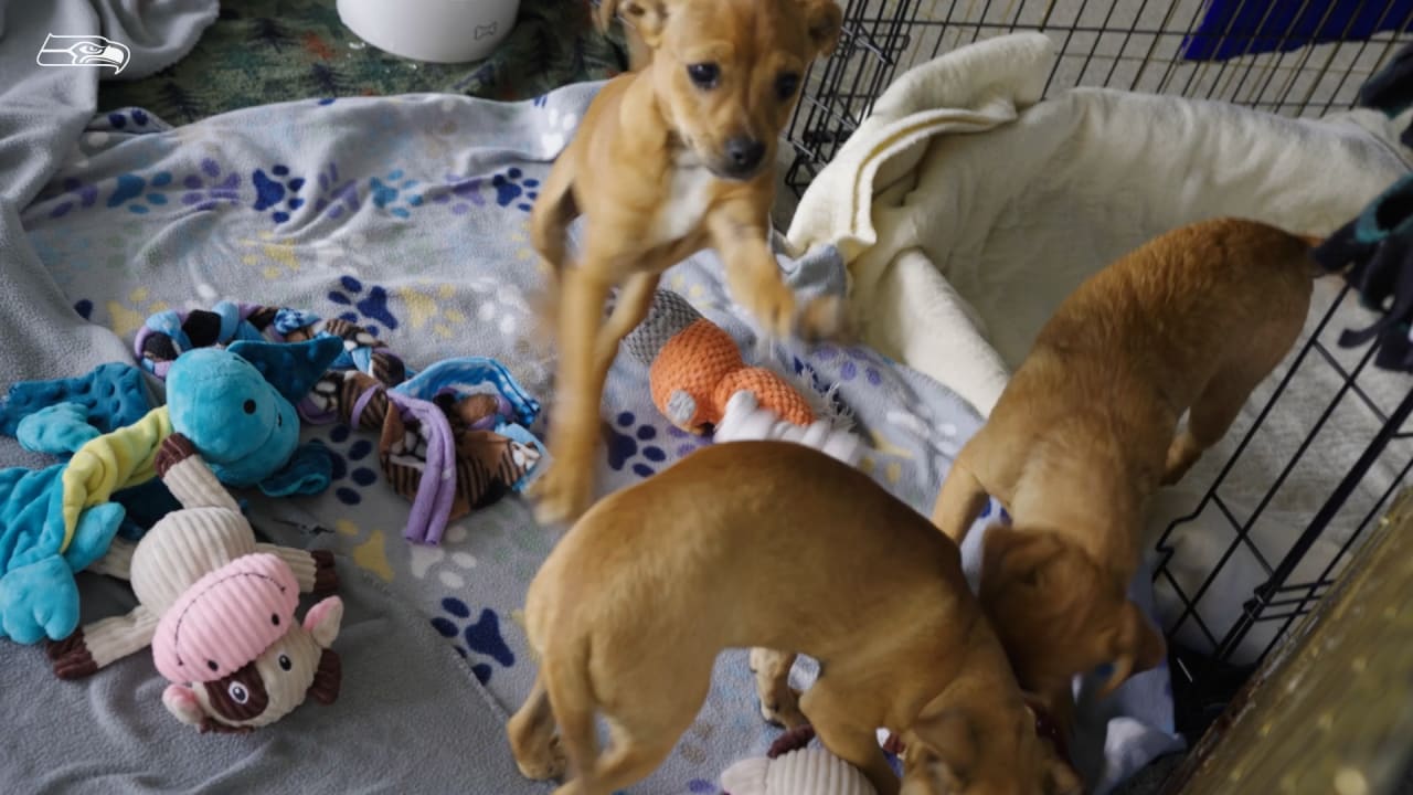 Seahawks Celebrate Mental Health Awareness Month With Visit From ...